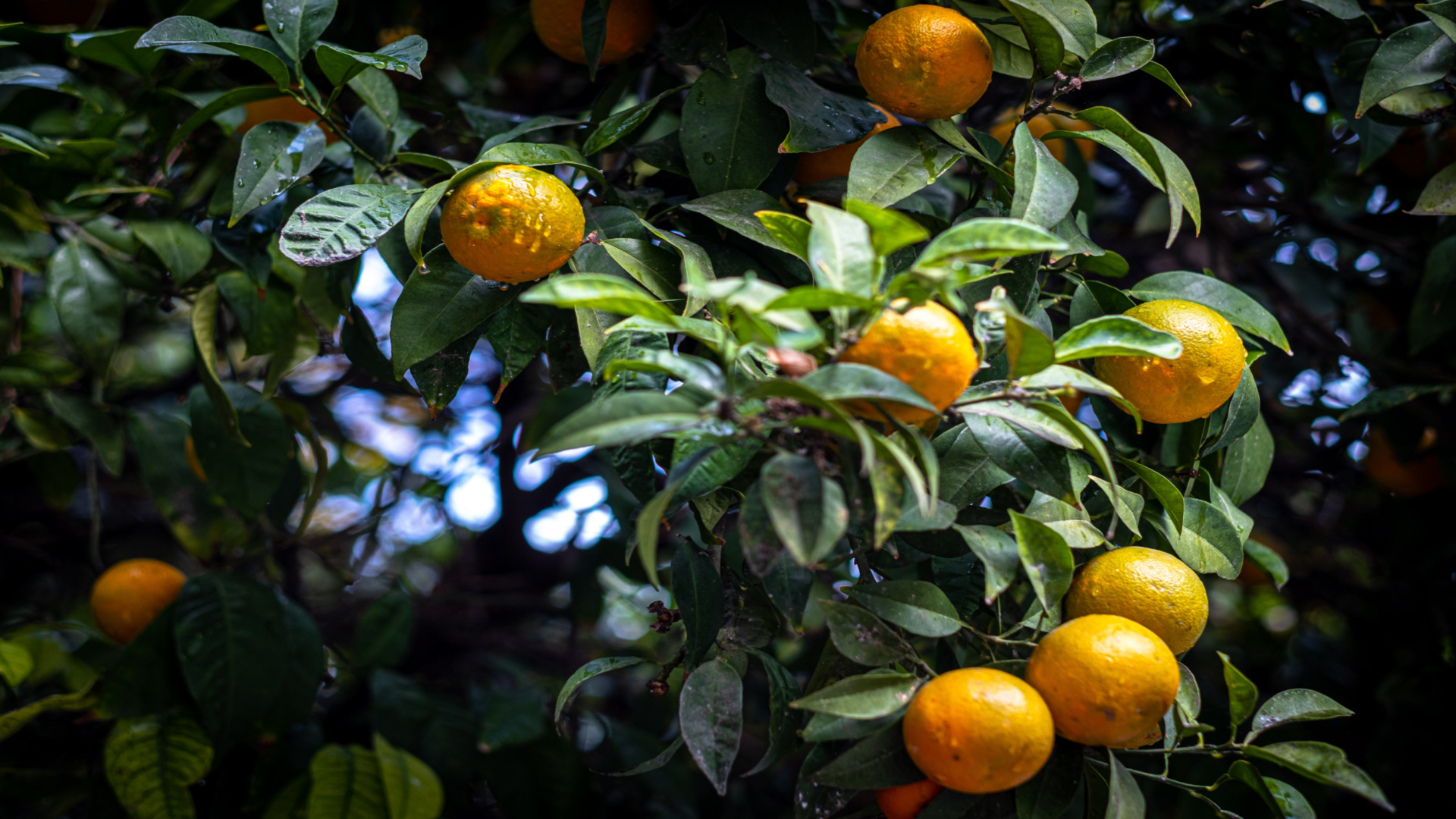 Florida’s citrus growers facing a squeeze in the wake of Hurricane Ian