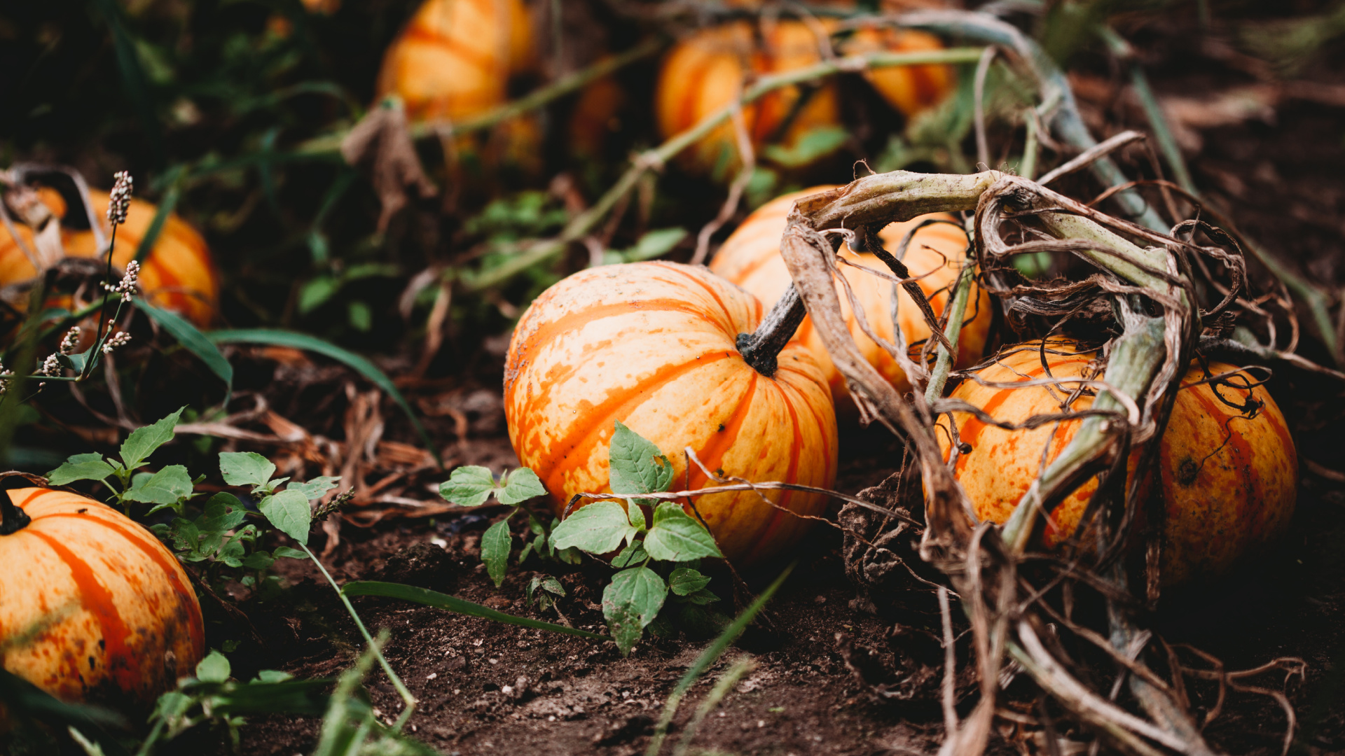Heat wave gives farmers a scare with this year’s pumpkin crop
